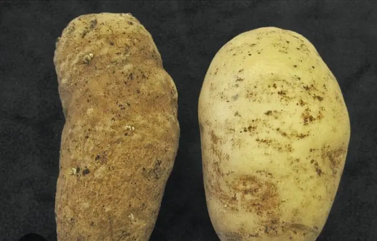How To Control Potato Cyst Nematode